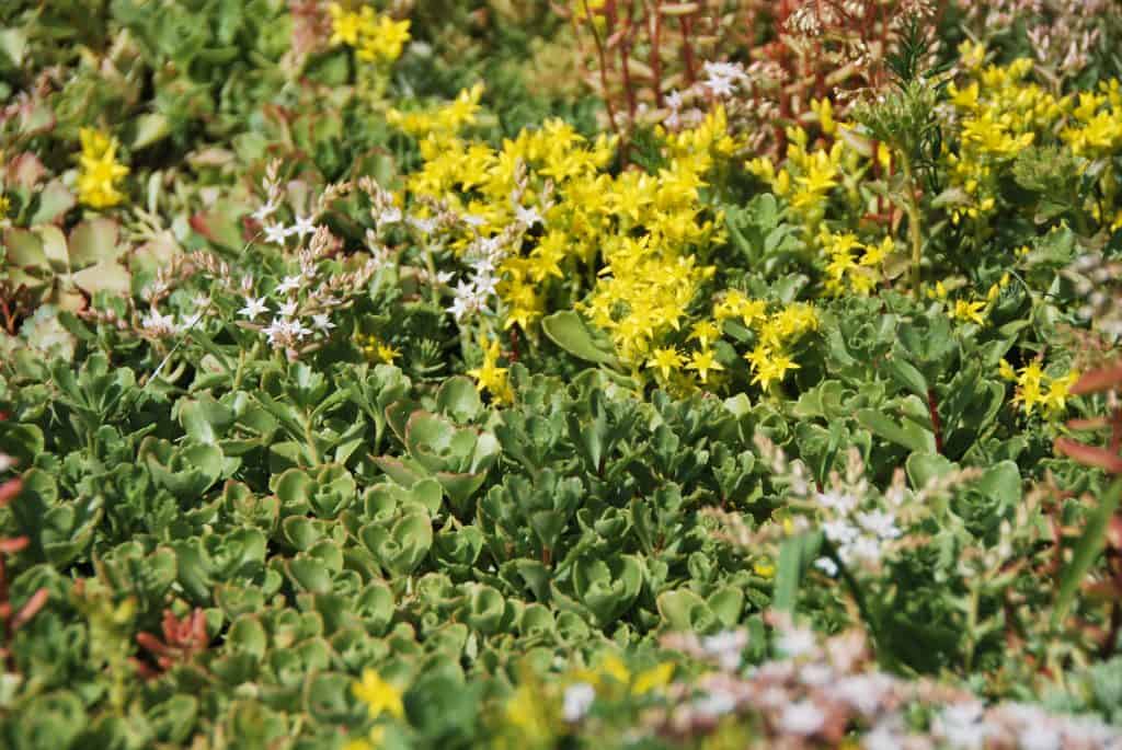 Sedummixmat – Groenbedekking