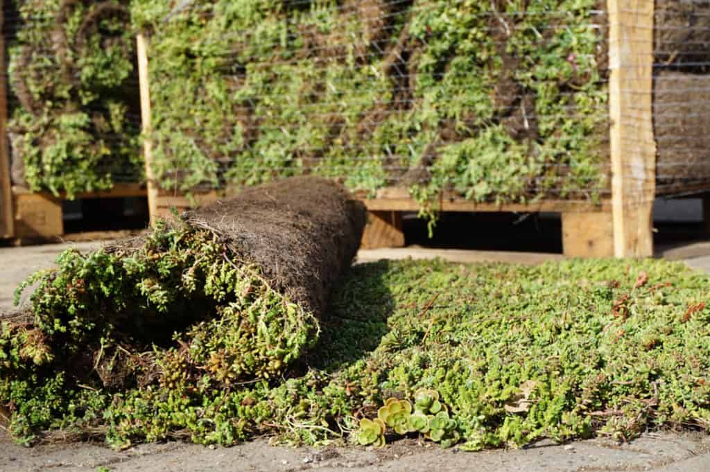 Sedummixmat ons meest verkochte sedummat met 19 soorten sedums.